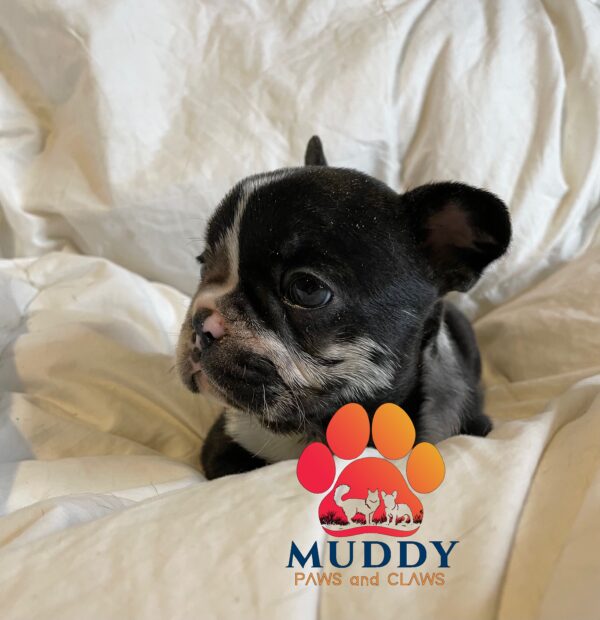 French Bulldogs | Dog Breeder | Muddy Paws and Claws