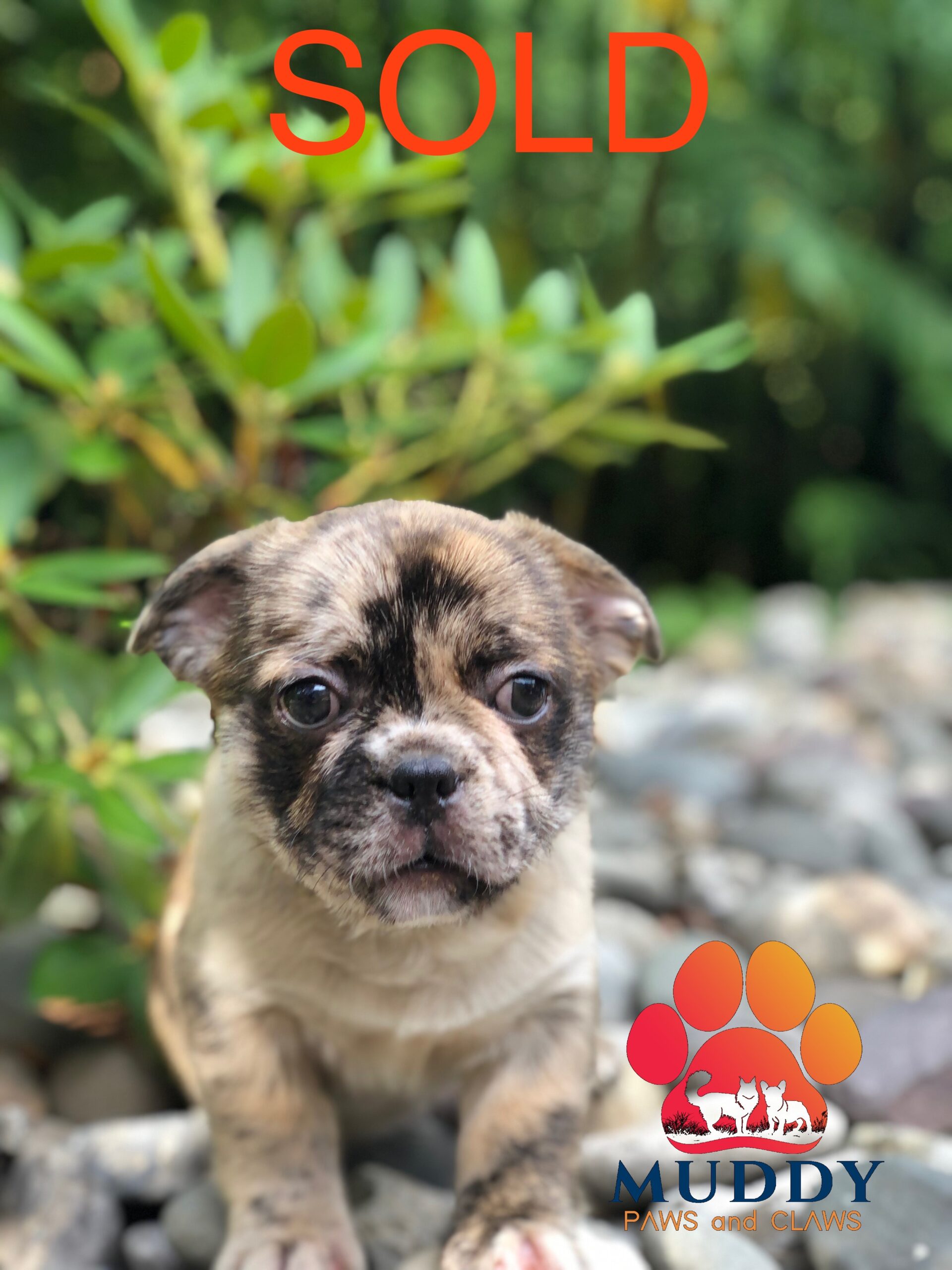 Available French Bulldogs - Muddy Paws and Claws