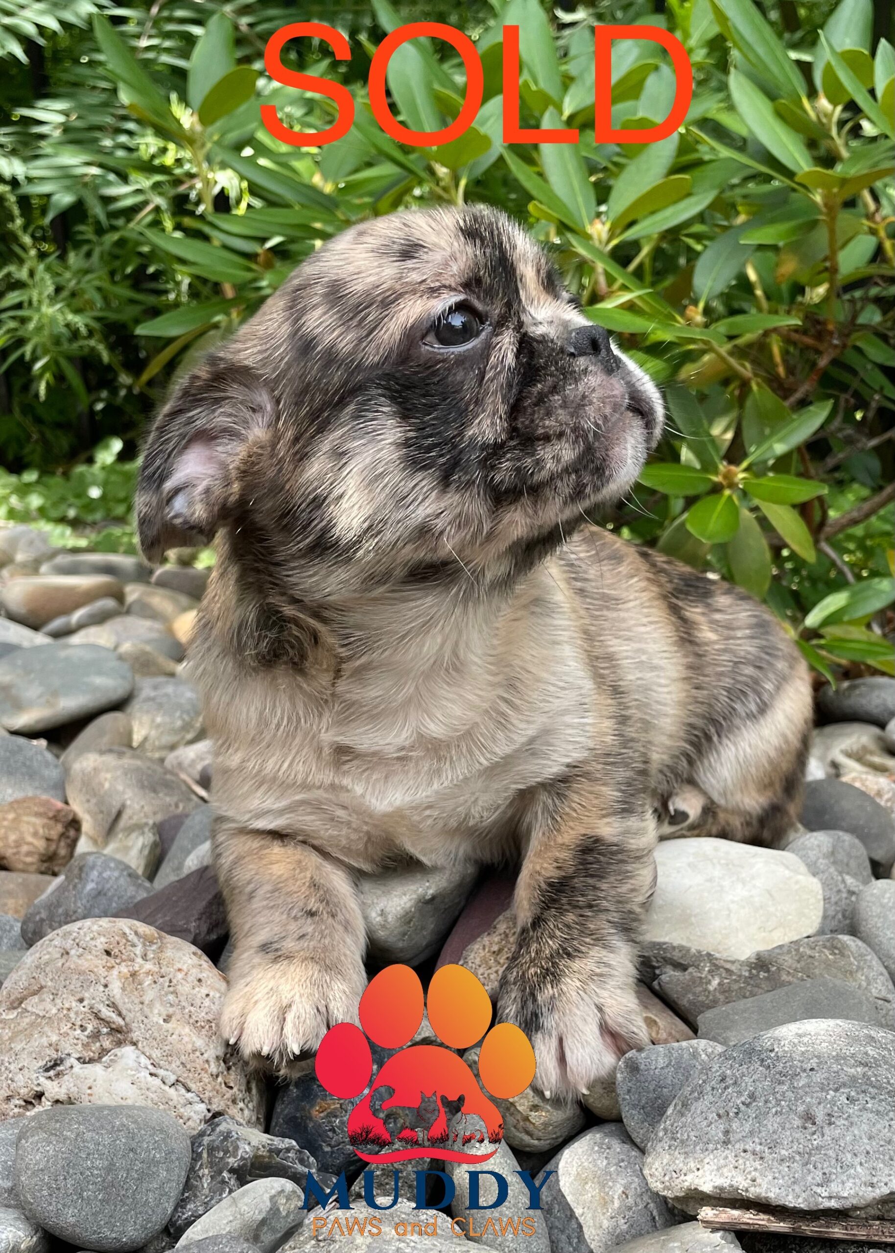 Available French Bulldogs - Muddy Paws and Claws